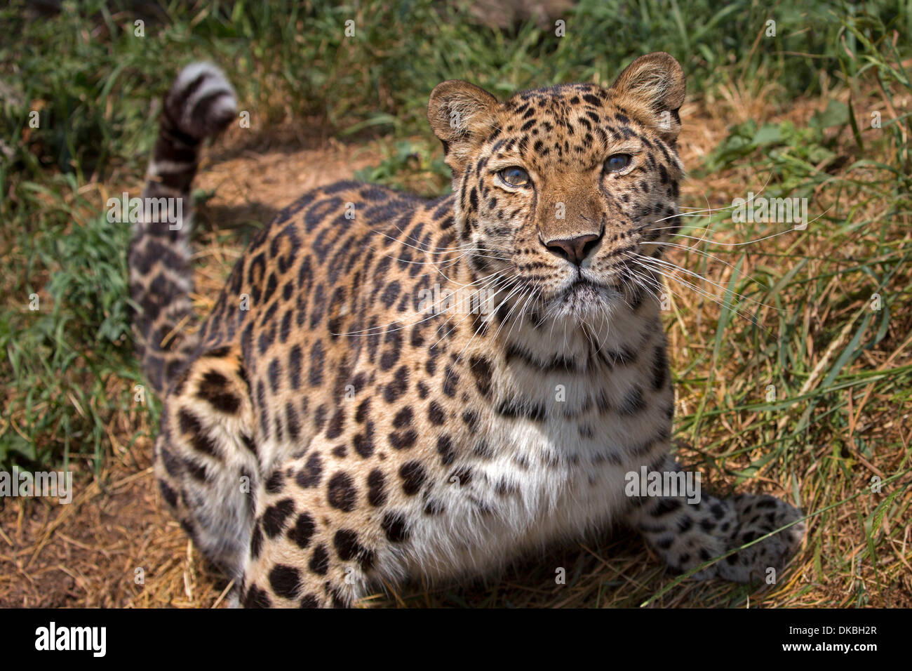 Leopard amur hi-res stock photography and images - Alamy