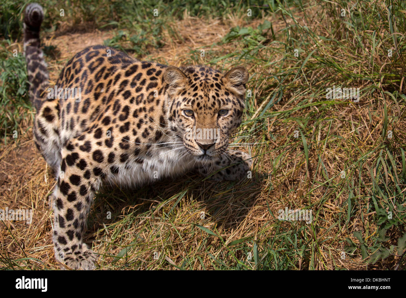 Amur leopard wildlife hi-res stock photography and images - Alamy