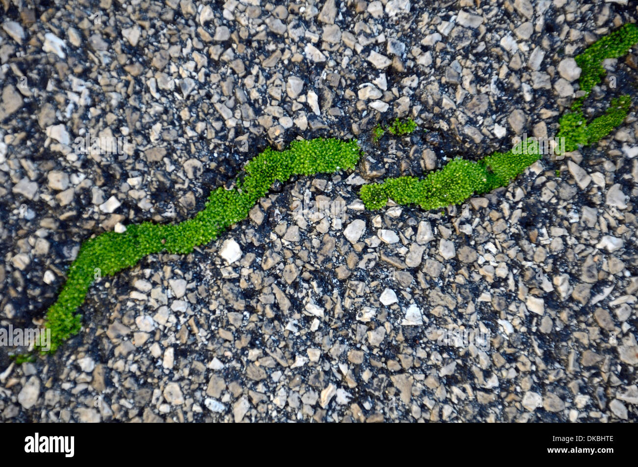 Texture of a paved road surface with inset moss Stock Photo - Alamy