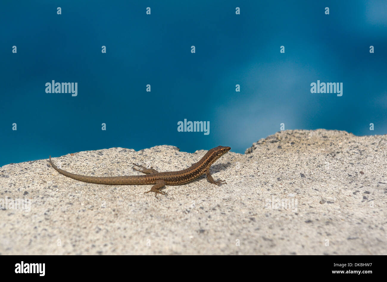 Madeira Portugal wall lizard on a wall with the blue Atlantic ocean in ...