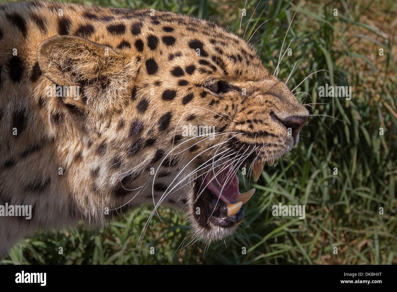 Growling Amur Leopard Stock Photo - Alamy