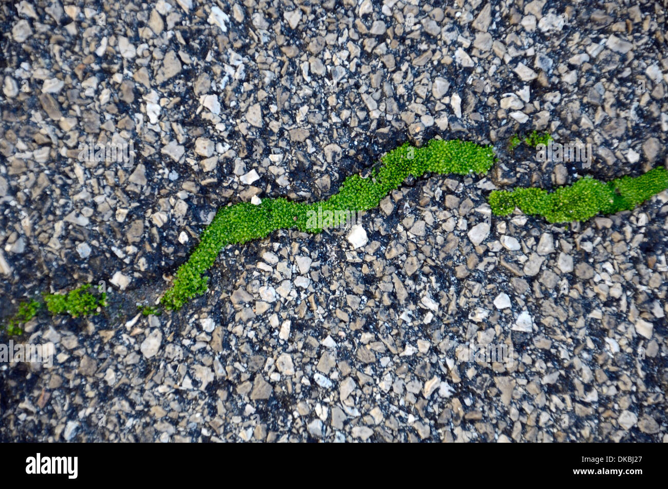 Texture of a paved road surface with inset moss Stock Photo - Alamy