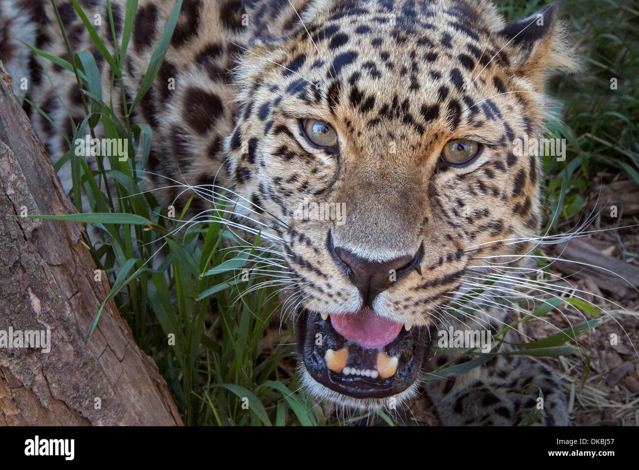 Growling leopard hi-res stock photography and images - Alamy