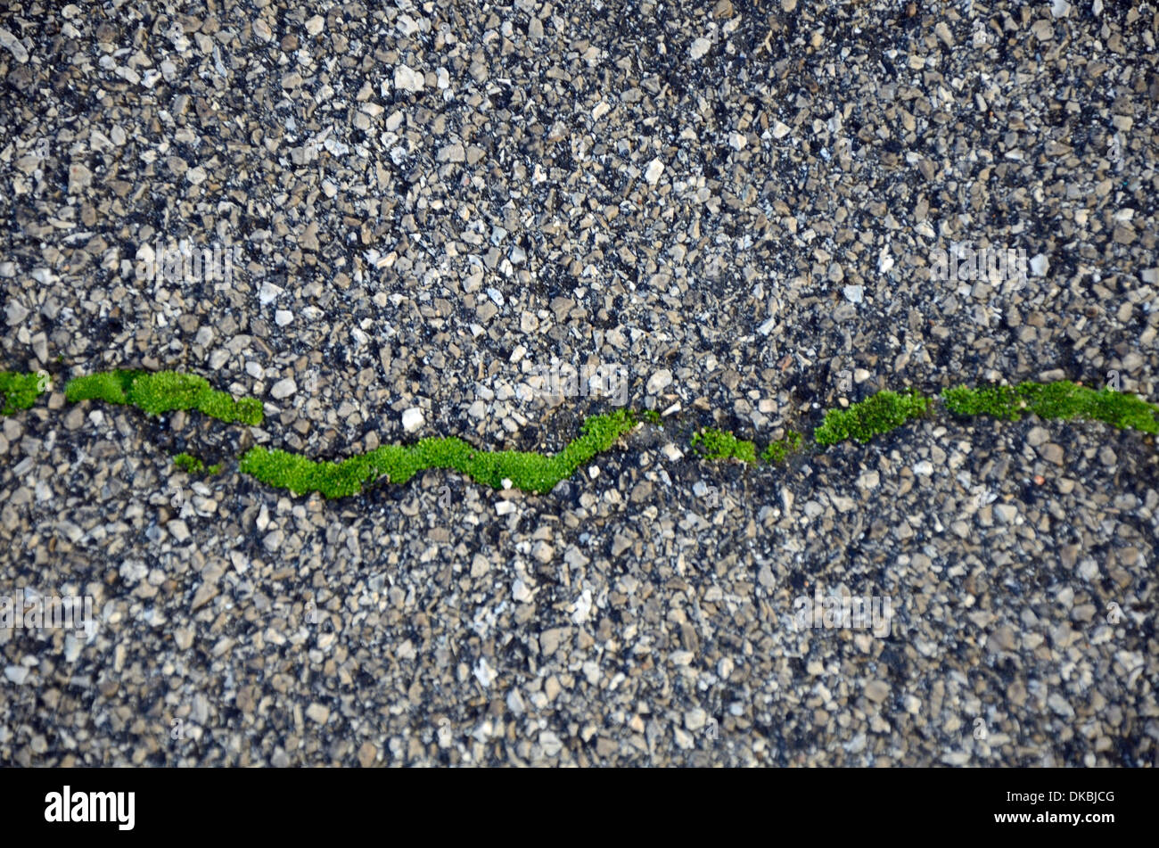 Texture of a paved road surface with inset moss Stock Photo - Alamy