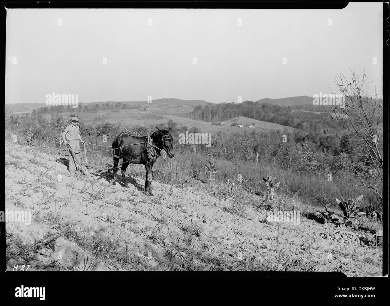 Bull plowing Black and White Stock Photos & Images - Alamy