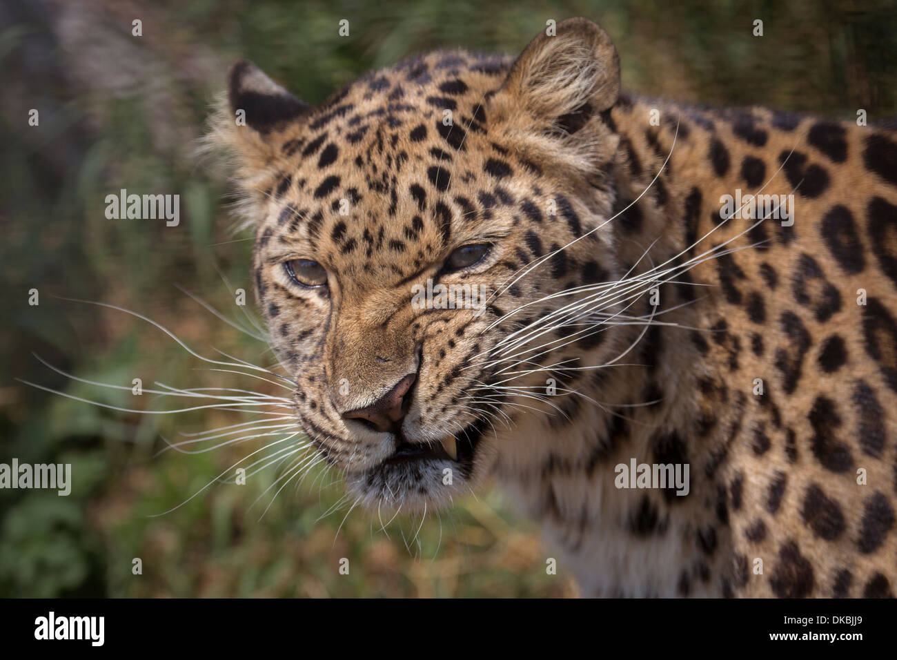 Growling leopard hi-res stock photography and images - Alamy