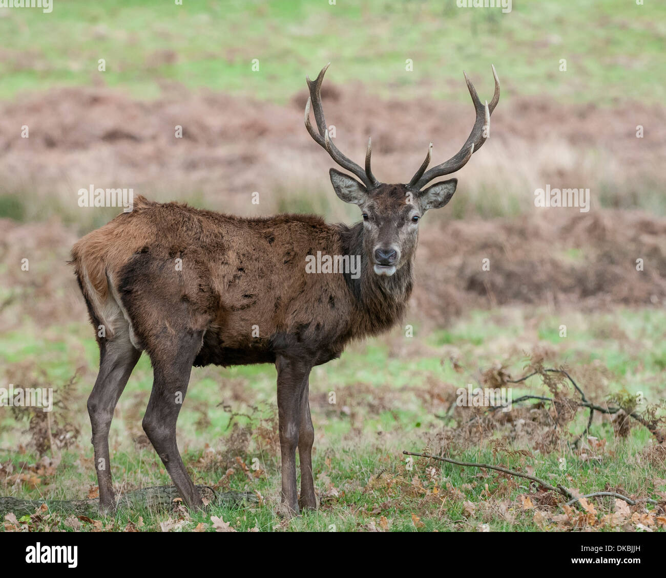 Red deer stag winter coat hi-res stock photography and images - Alamy