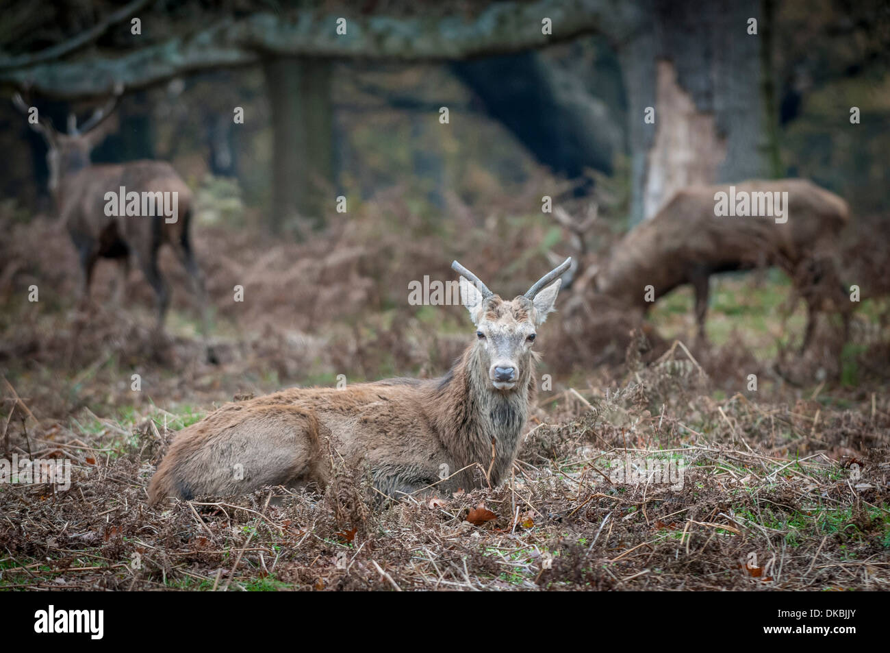 Richmond Park, Surrey, UK - a young red deer stag with baby antlers ...