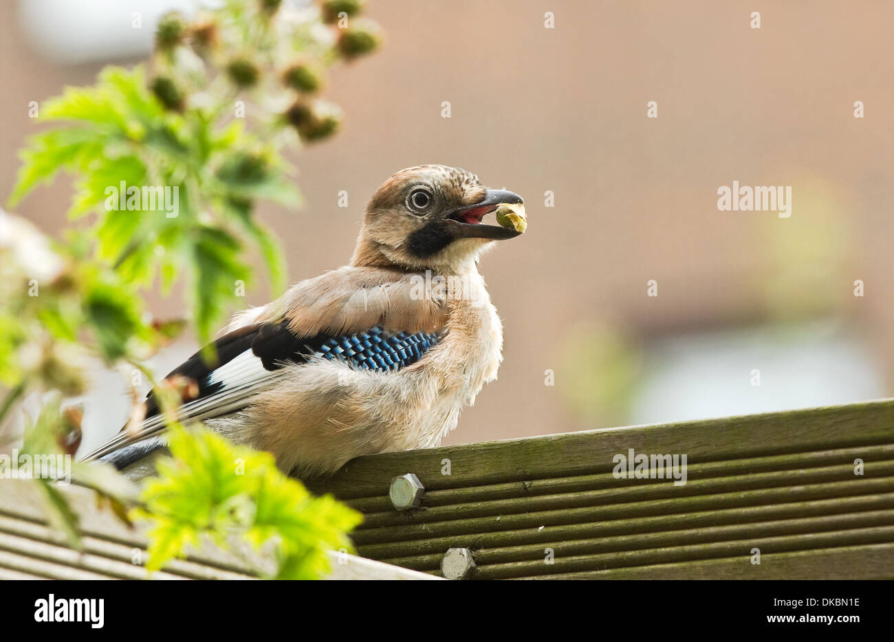 Young jay hi-res stock photography and images - Alamy