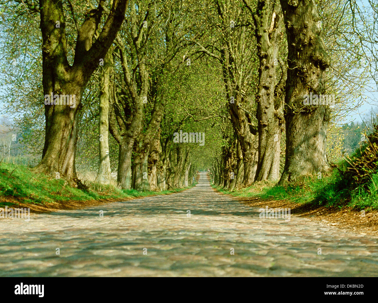 Avenue of old trees Stock Photo - Alamy