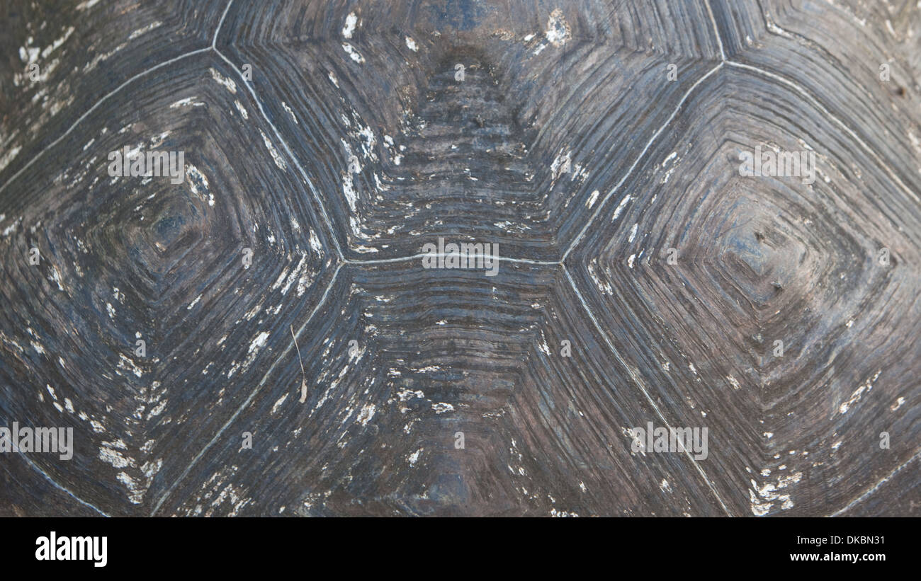 Galapagos Tortoise Geochelone elephantopus shell Stock Photo - Alamy