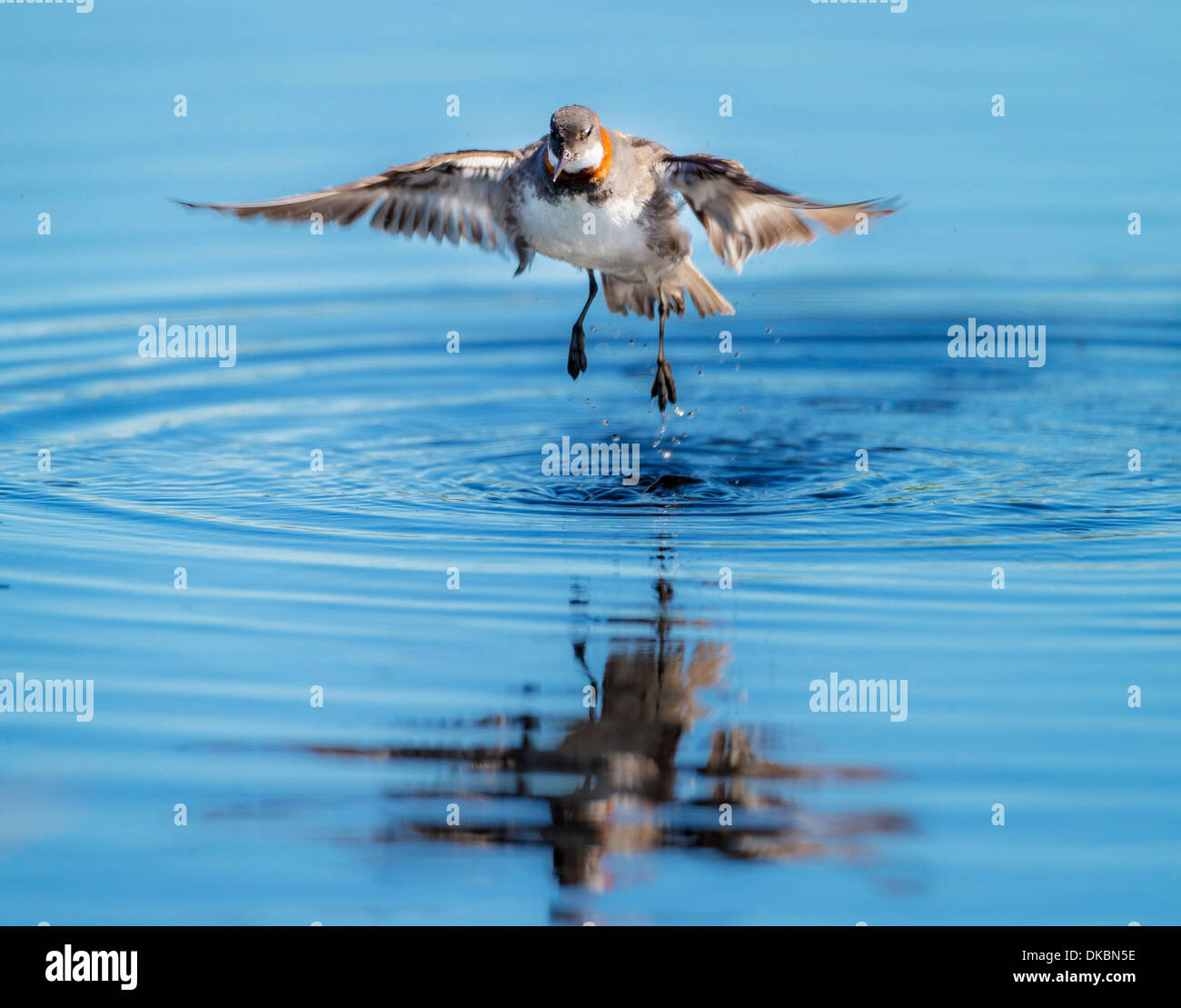 Red necked phalarope in flight hi-res stock photography and images - Alamy