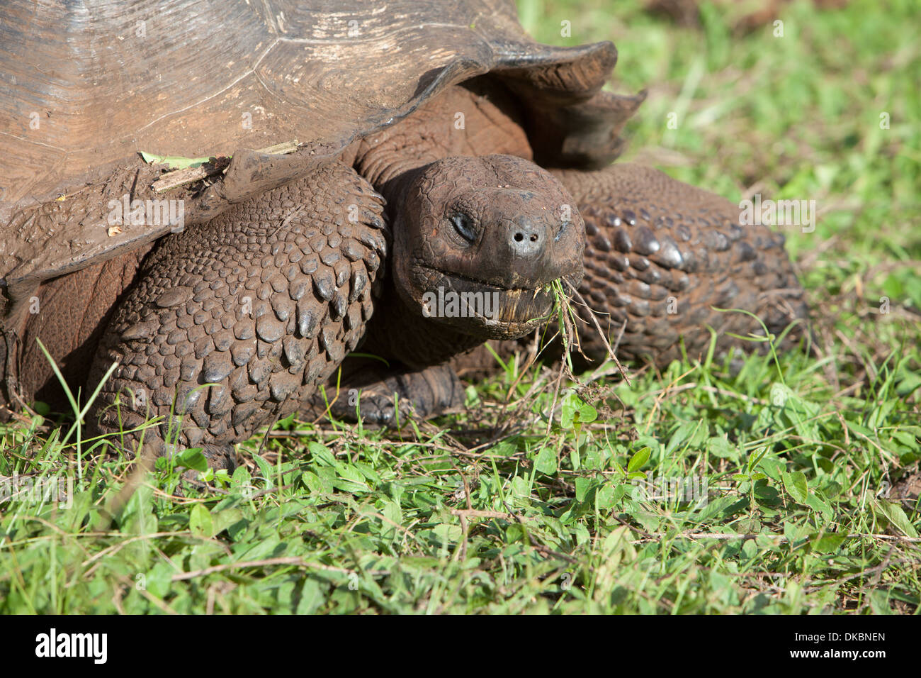 Geochelone elephantopus hi-res stock photography and images - Alamy
