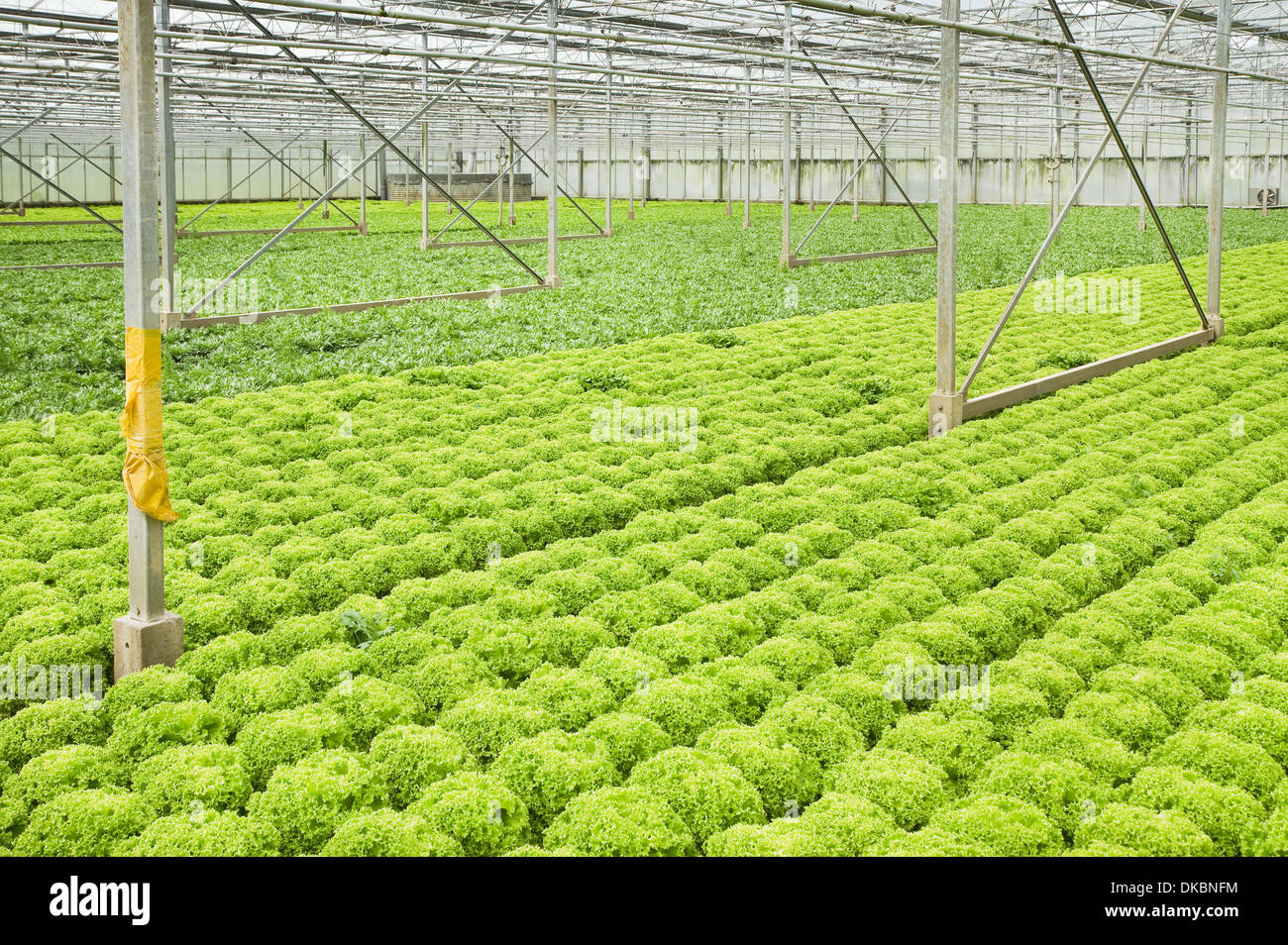 Greenhouse with growing Salad and Andive plants - horizontal Stock ...
