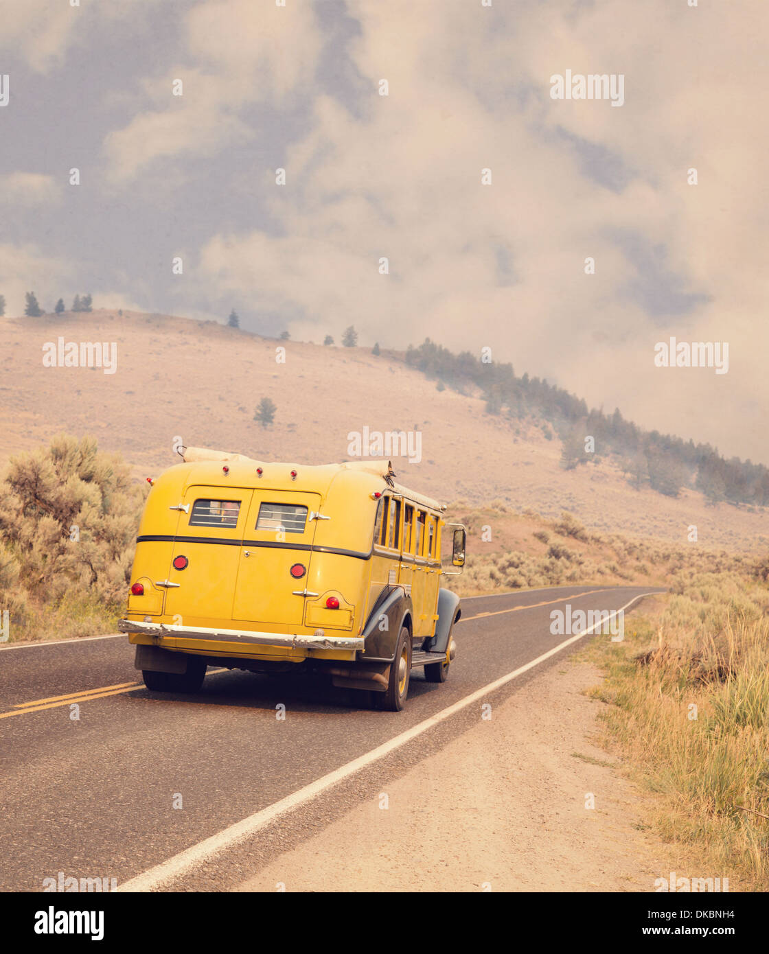 Vintage National Park yellow tour bus driving through Yellowstone ...