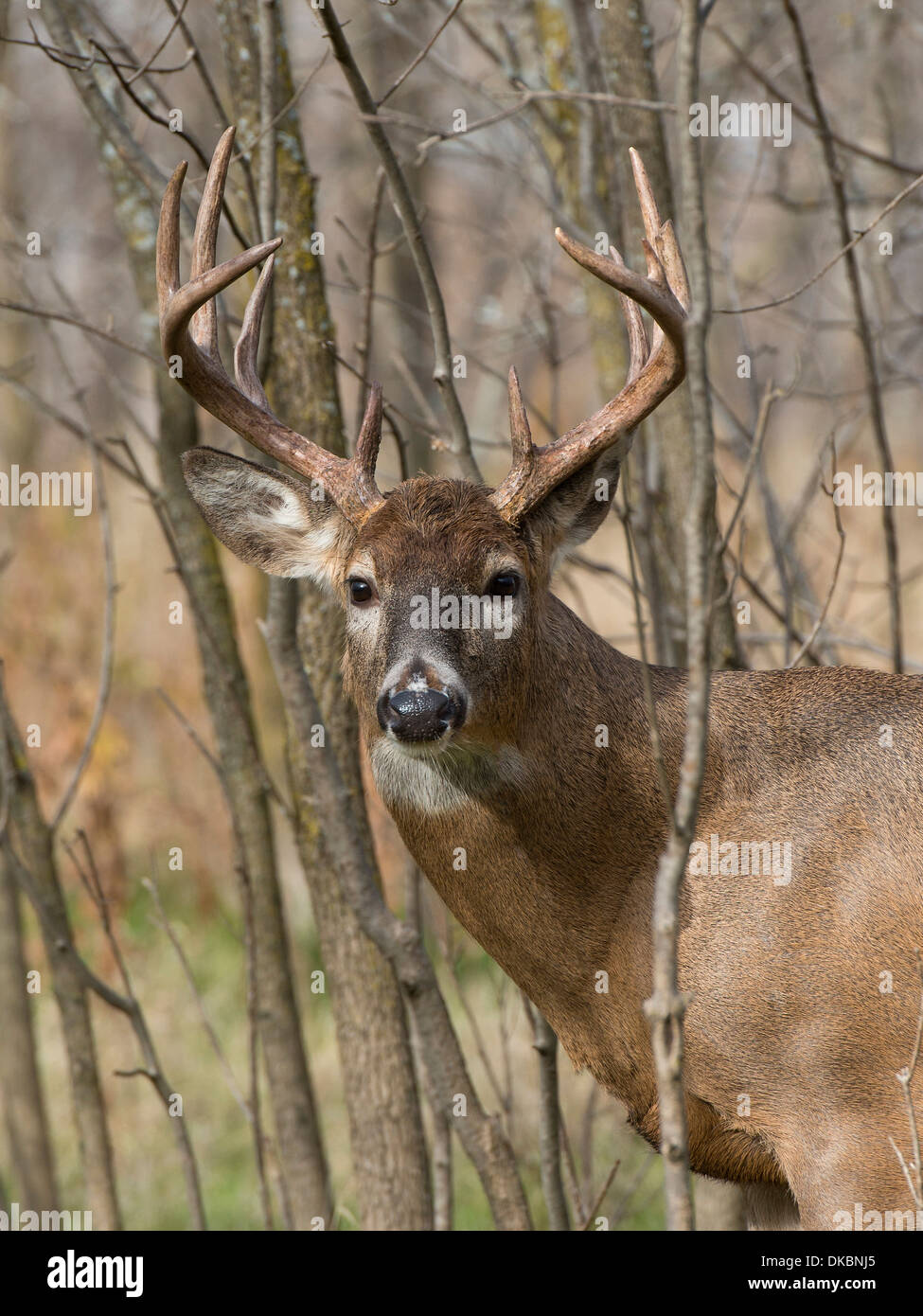 A mature wild Whitetail Buck in Mid November during the rut Stock Photo ...