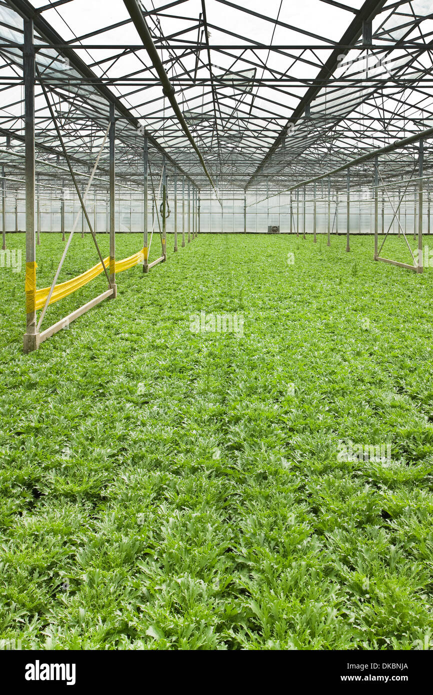 Greenhouses vertical hi-res stock photography and images - Alamy