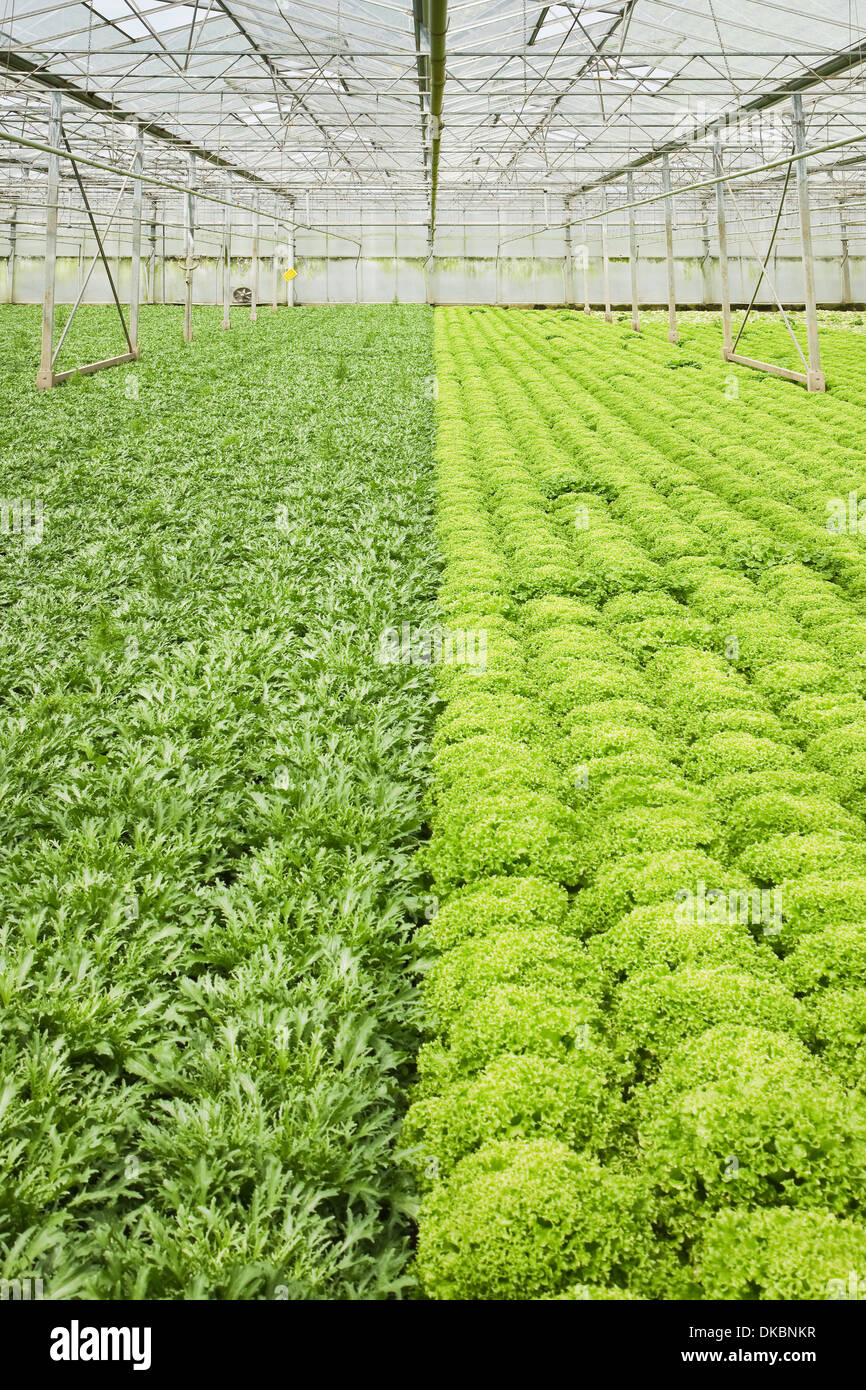 Vertical greenhouse hi-res stock photography and images - Alamy
