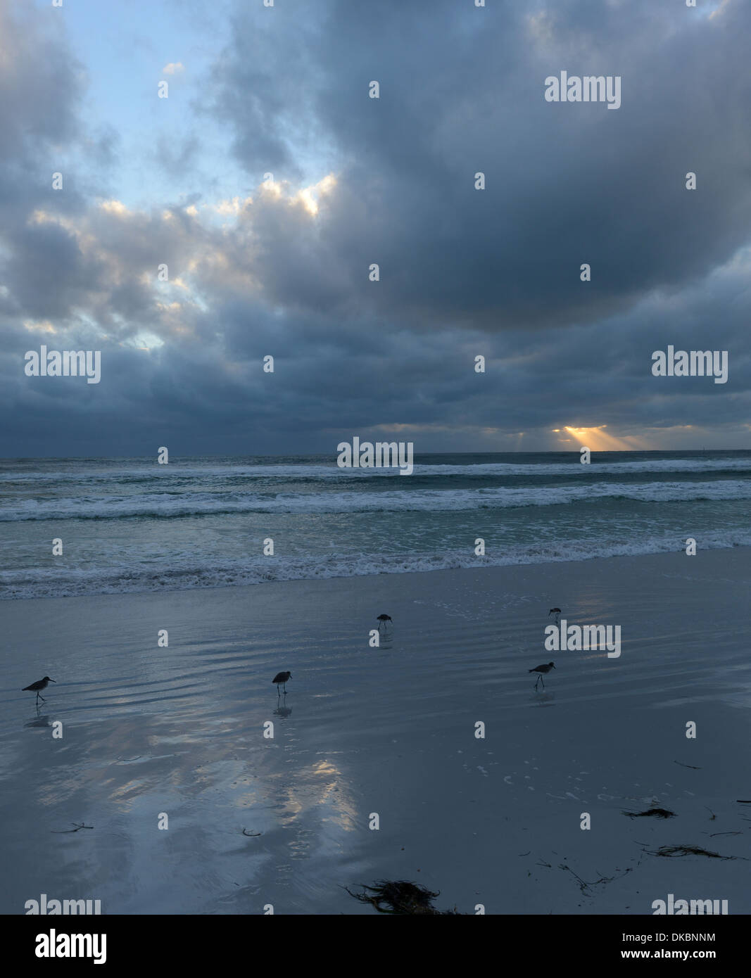 Waves with storm and god's rays Siesta Key, Florida Stock Photo - Alamy