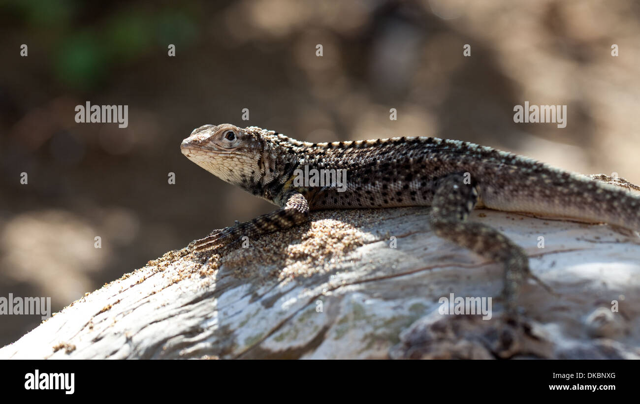 Lava Lizzard Microlophus grayi male reptile Stock Photo - Alamy