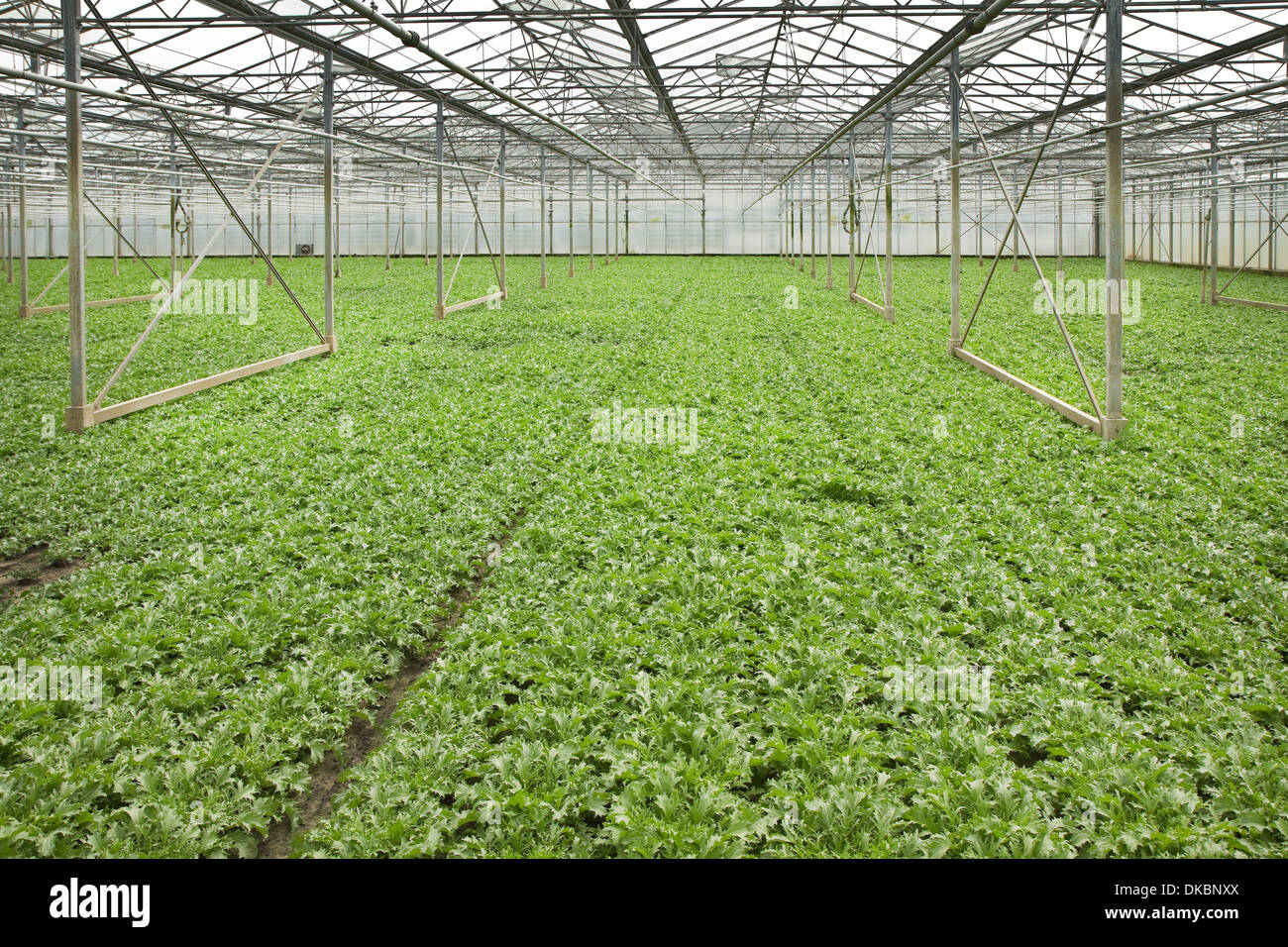 Overview monoculture of Andive plants growing in glasshouse in summer ...