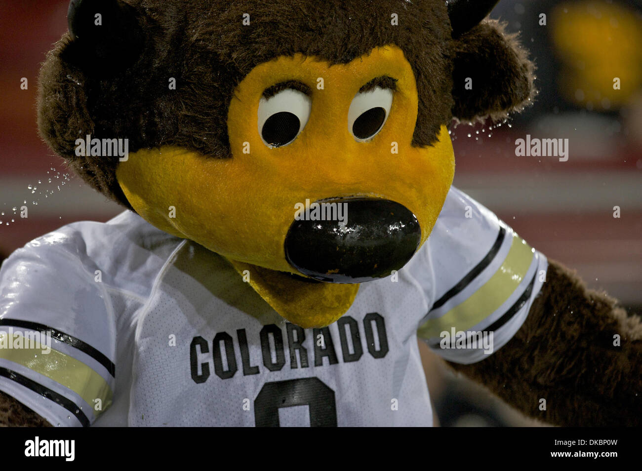 Oct. 8, 2011 - Stanford, California, U.S - Colorado mascot Chip the ...