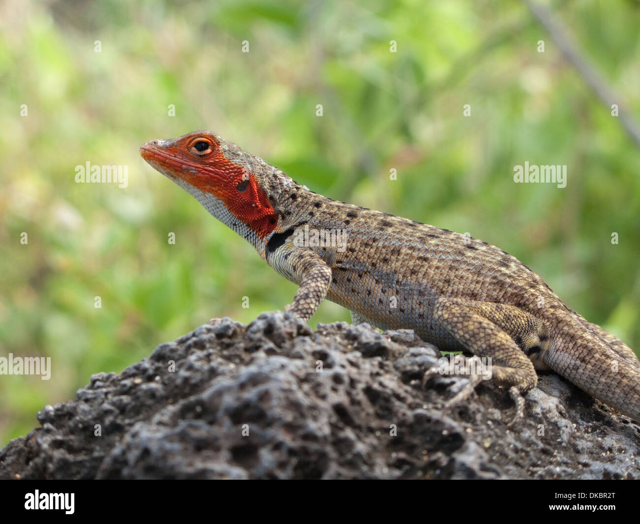Female reptile hi-res stock photography and images - Alamy