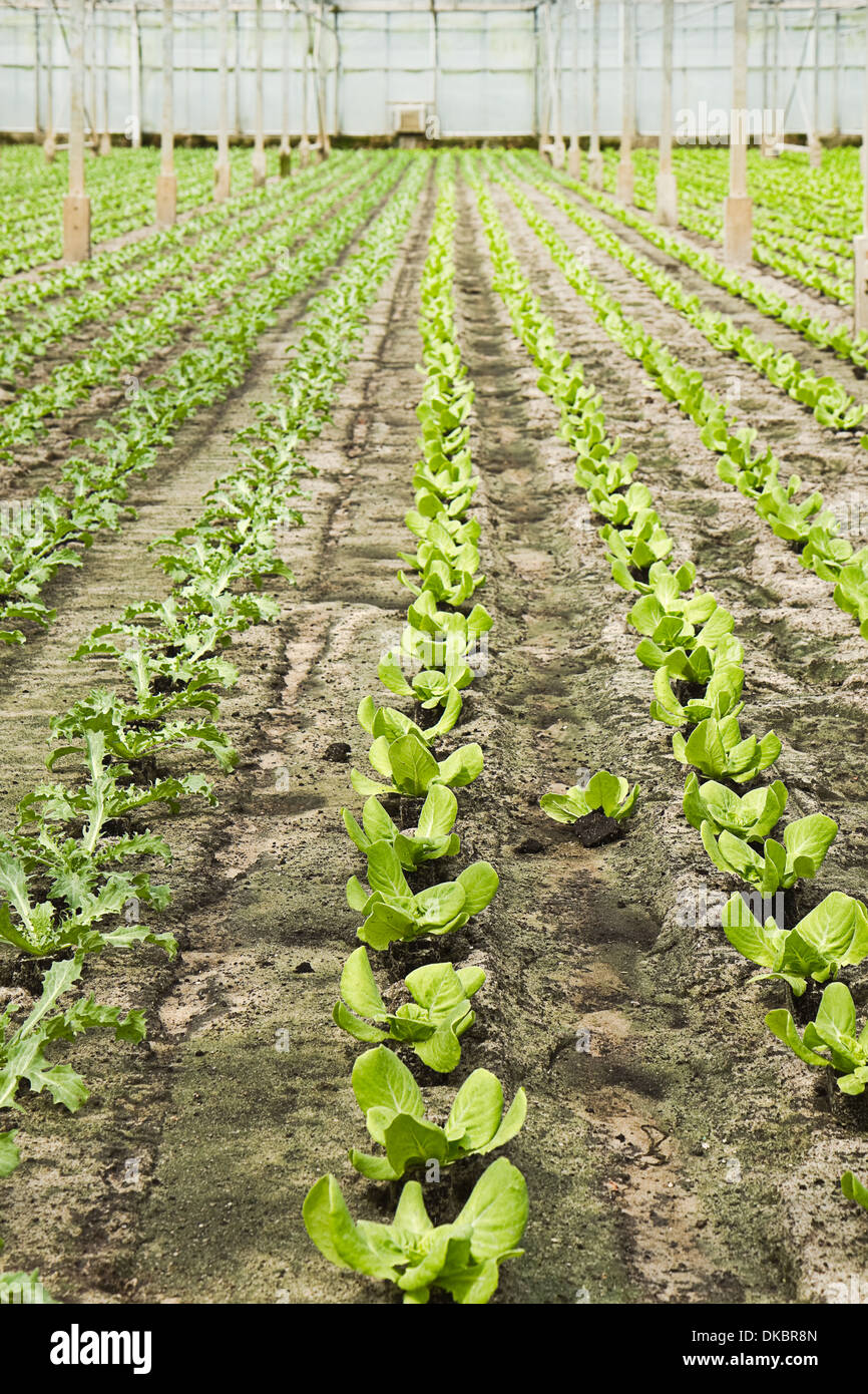 Overview new planting of young Salad and Andive plants in glasshouse in ...
