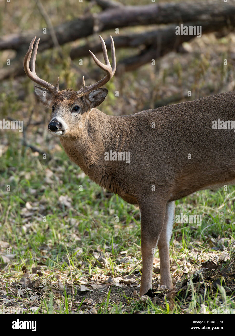 A mature wild Whitetail Buck in Mid November during the rut Stock Photo ...