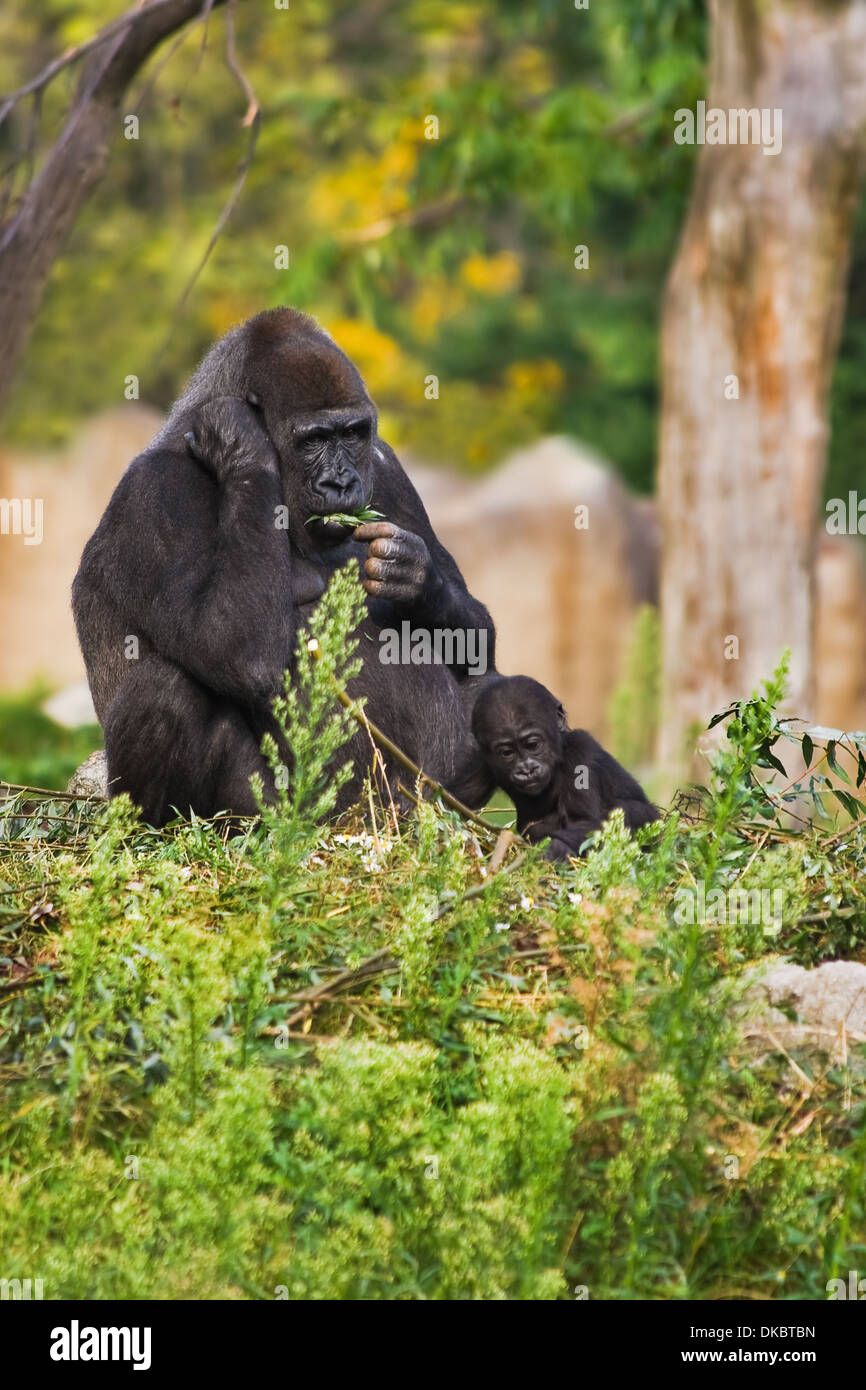 Female gorilla relaxing and eating with kid - vertical Stock Photo - Alamy