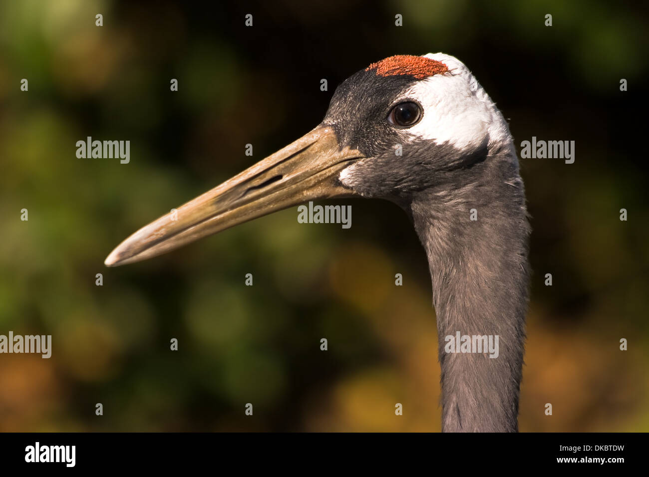 Red-crowned Japanese crane head in side angle view with autumn colors ...