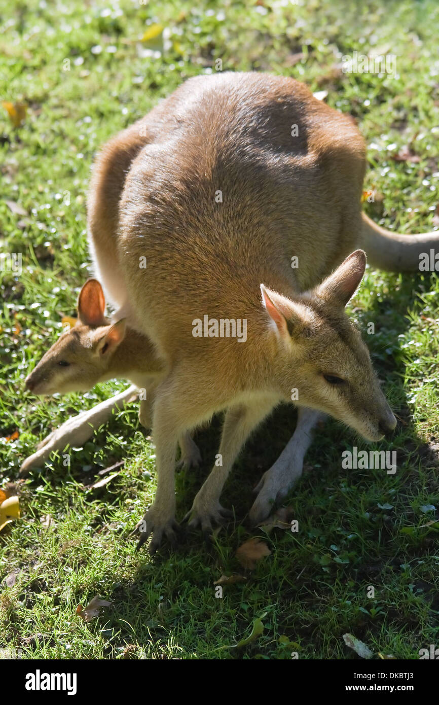 Funny Image Of Female Wallaby With Joey In Pouch Seen From Above