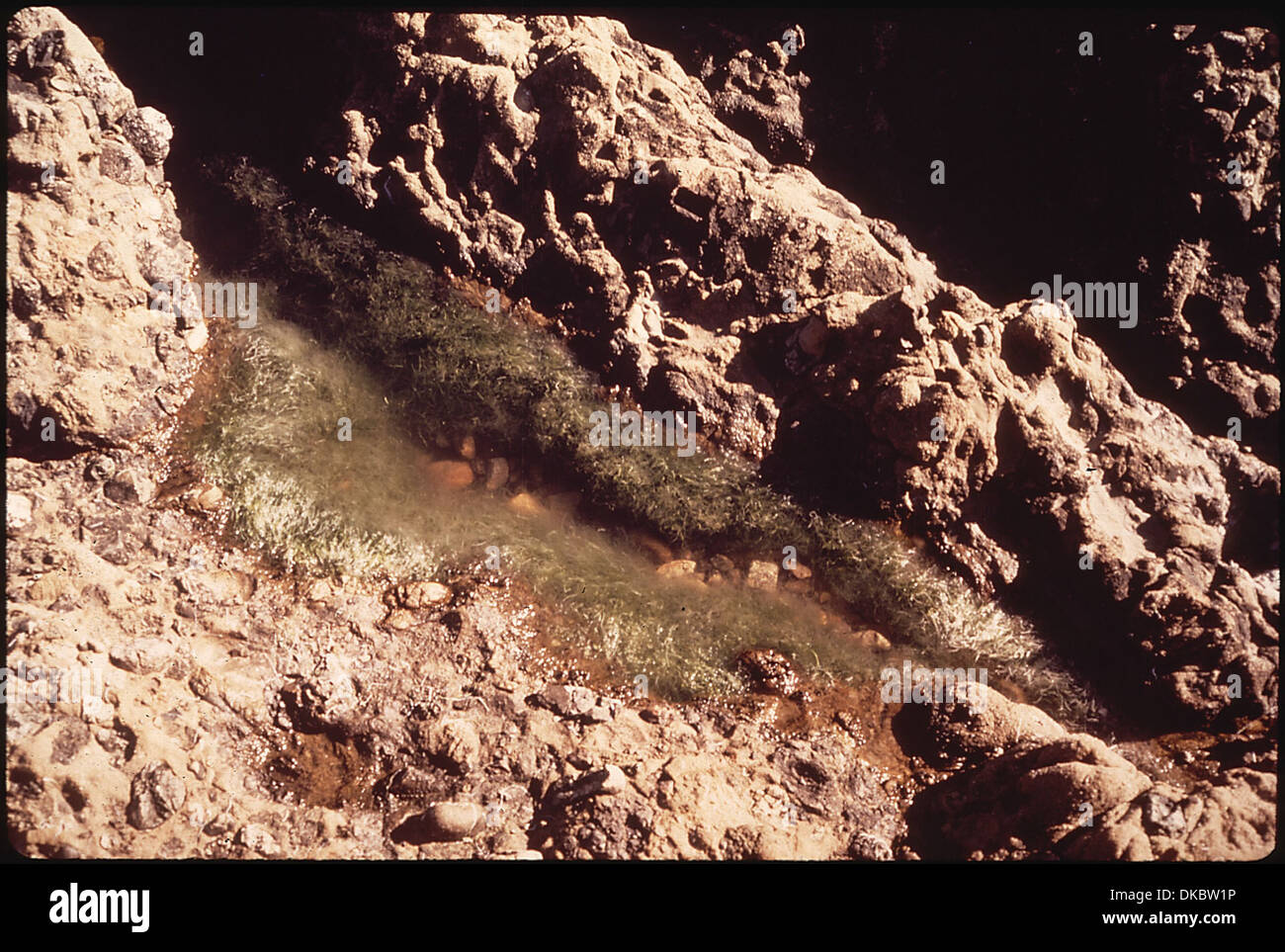 Algae grow on coastal rocks, showcasing the natural marine ecosystem ...