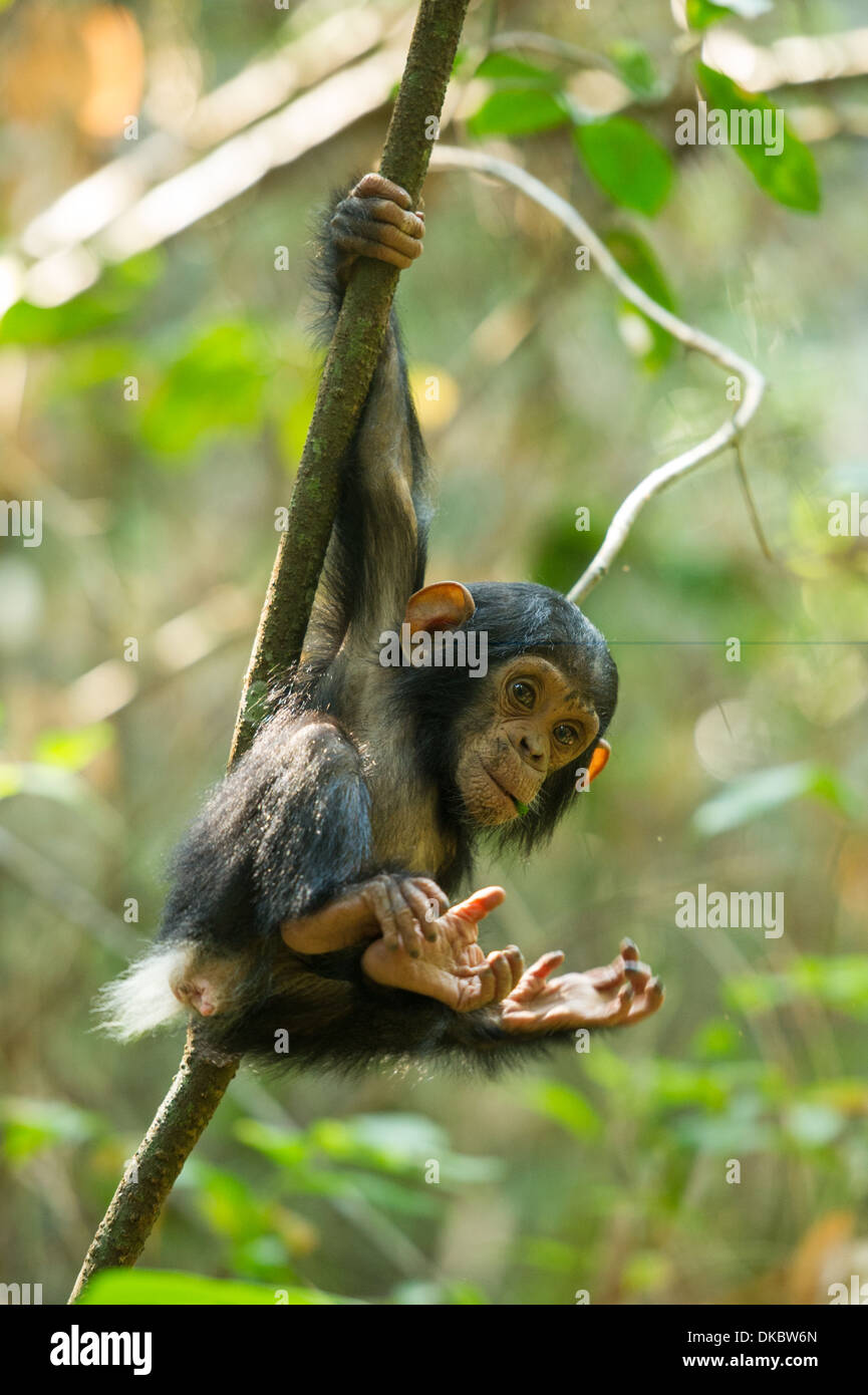 Baby chimpanzee playing hi-res stock photography and images - Alamy