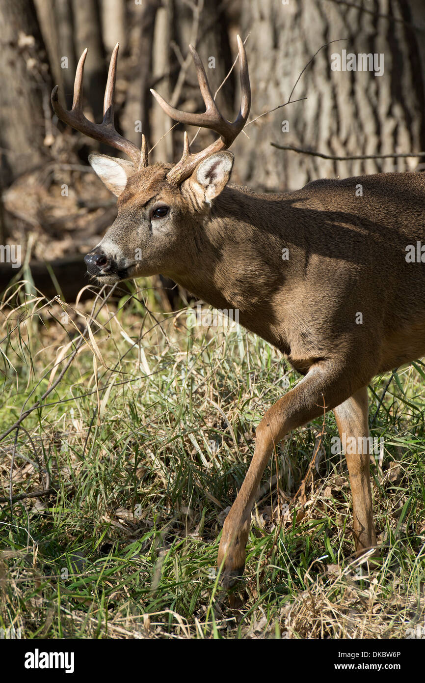 Whitetail deer buck november hi-res stock photography and images - Alamy