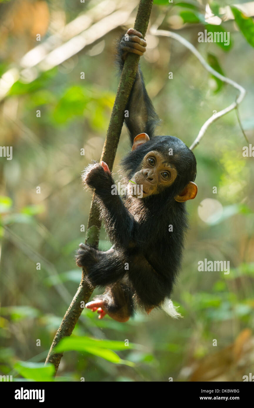 Baby Chimpanzees In Trees