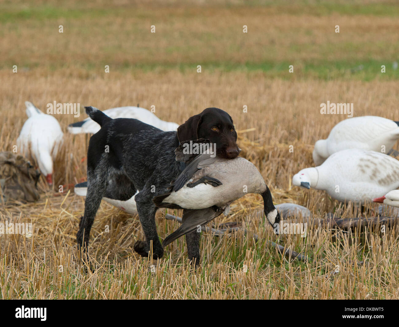 Hunting Dog with a Goose Stock Photo - Alamy