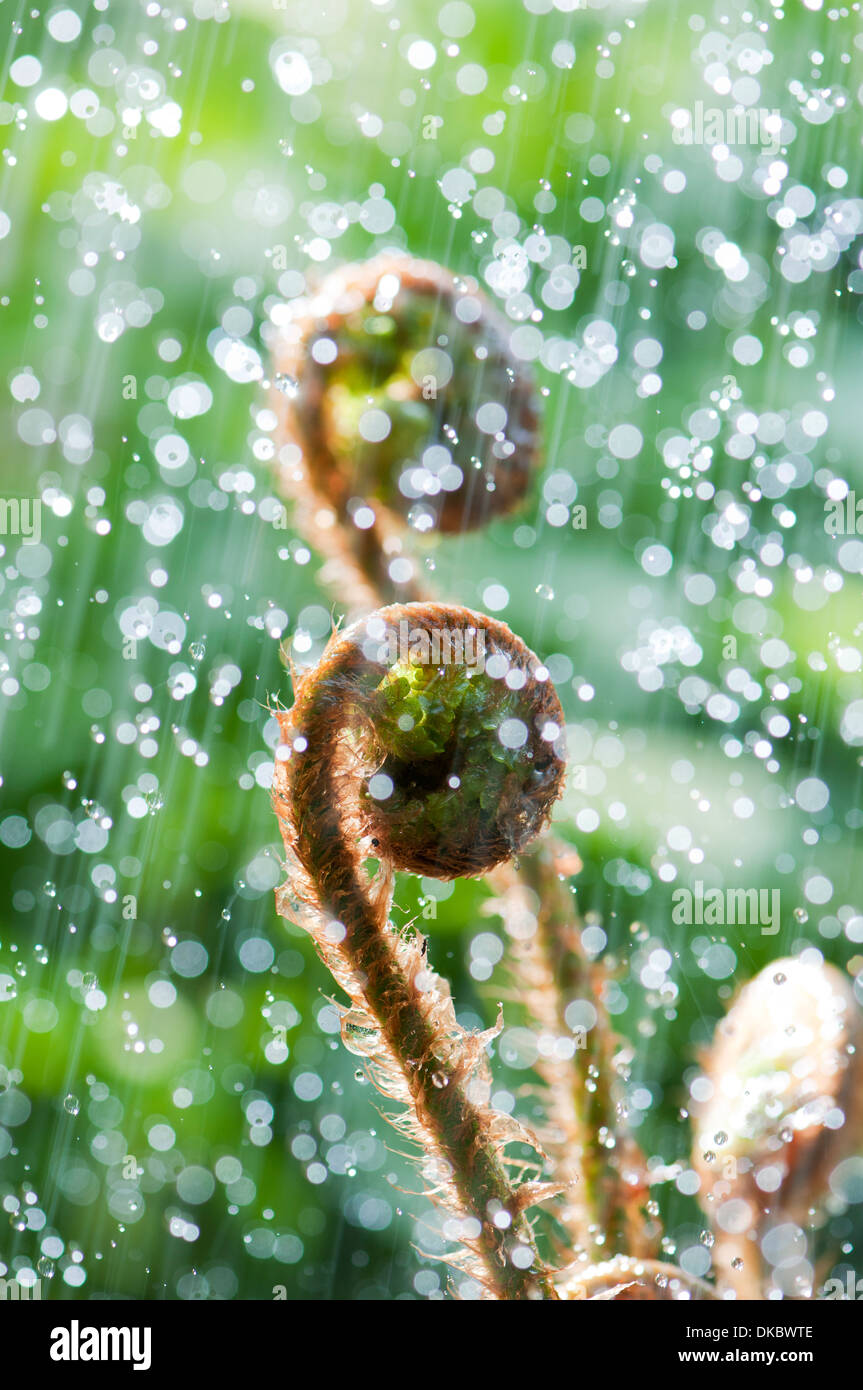 Curled fern hi-res stock photography and images - Alamy