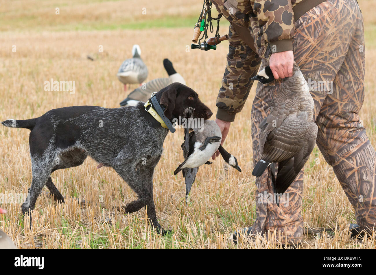 Hunting Dog with a Goose Stock Photo - Alamy