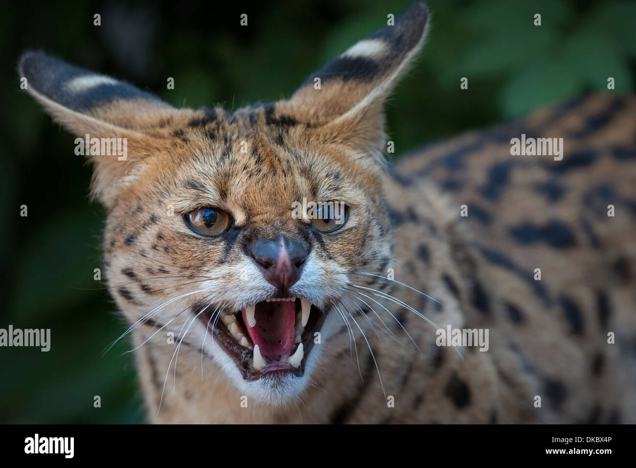 Serval leptailurus serval hi-res stock photography and images - Alamy