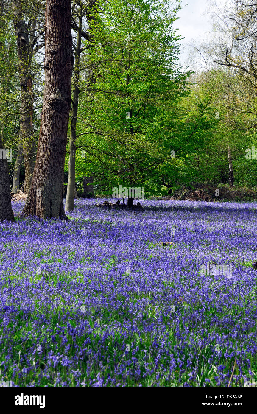Forest clearing uk hi-res stock photography and images - Alamy