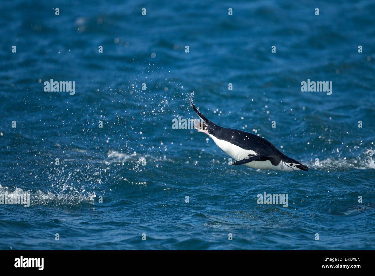 Flying penguins hi-res stock photography and images - Alamy