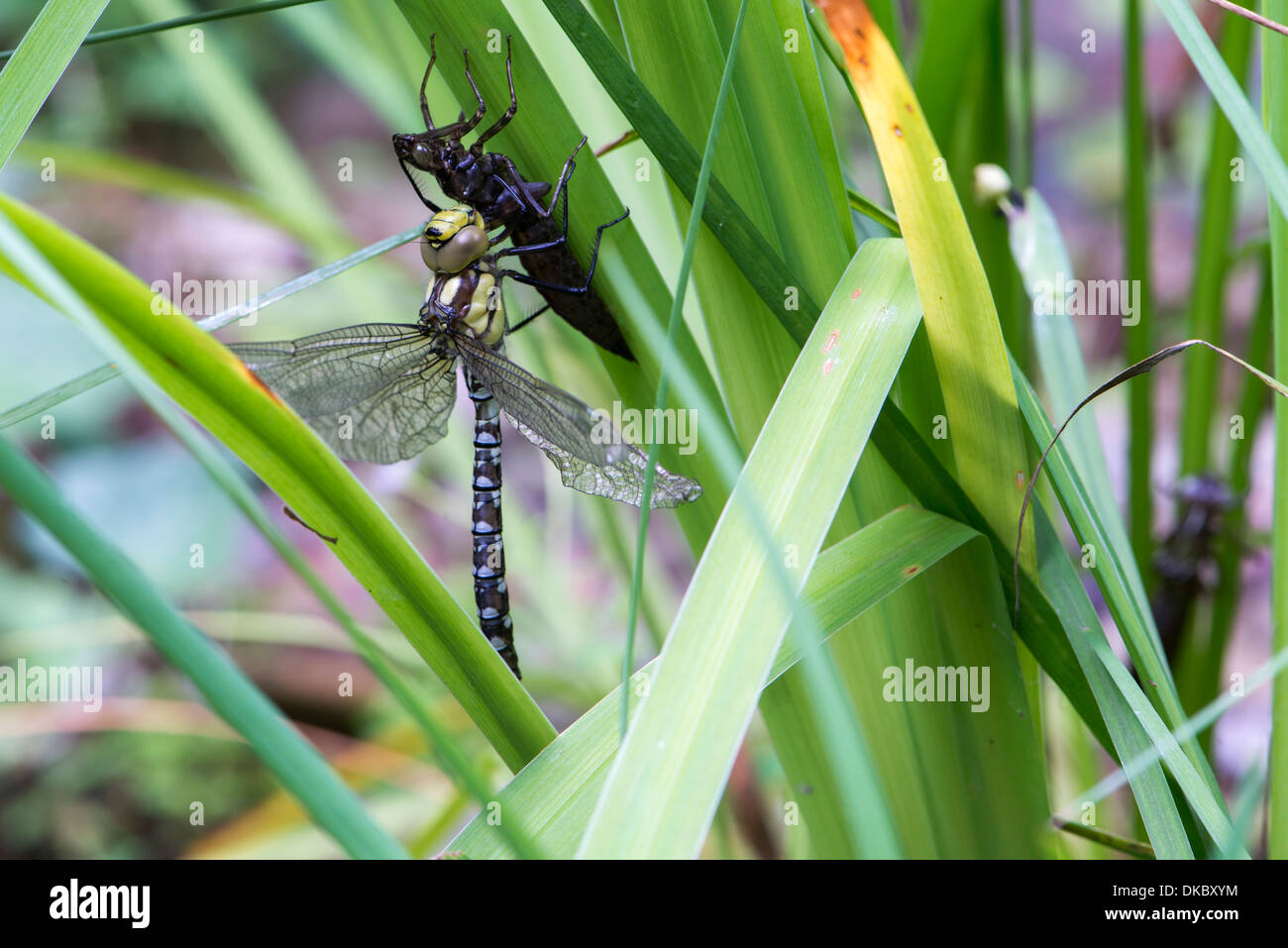 Southern hawker or blue darner dragonfly (Aeshna cyanea) emerging from ...