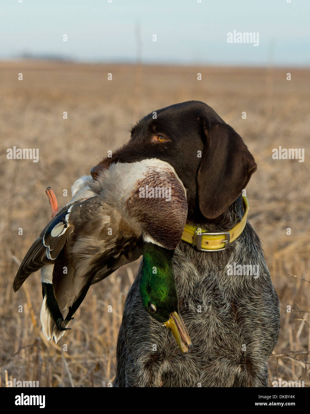Mallard hunting hi-res stock photography and images - Alamy