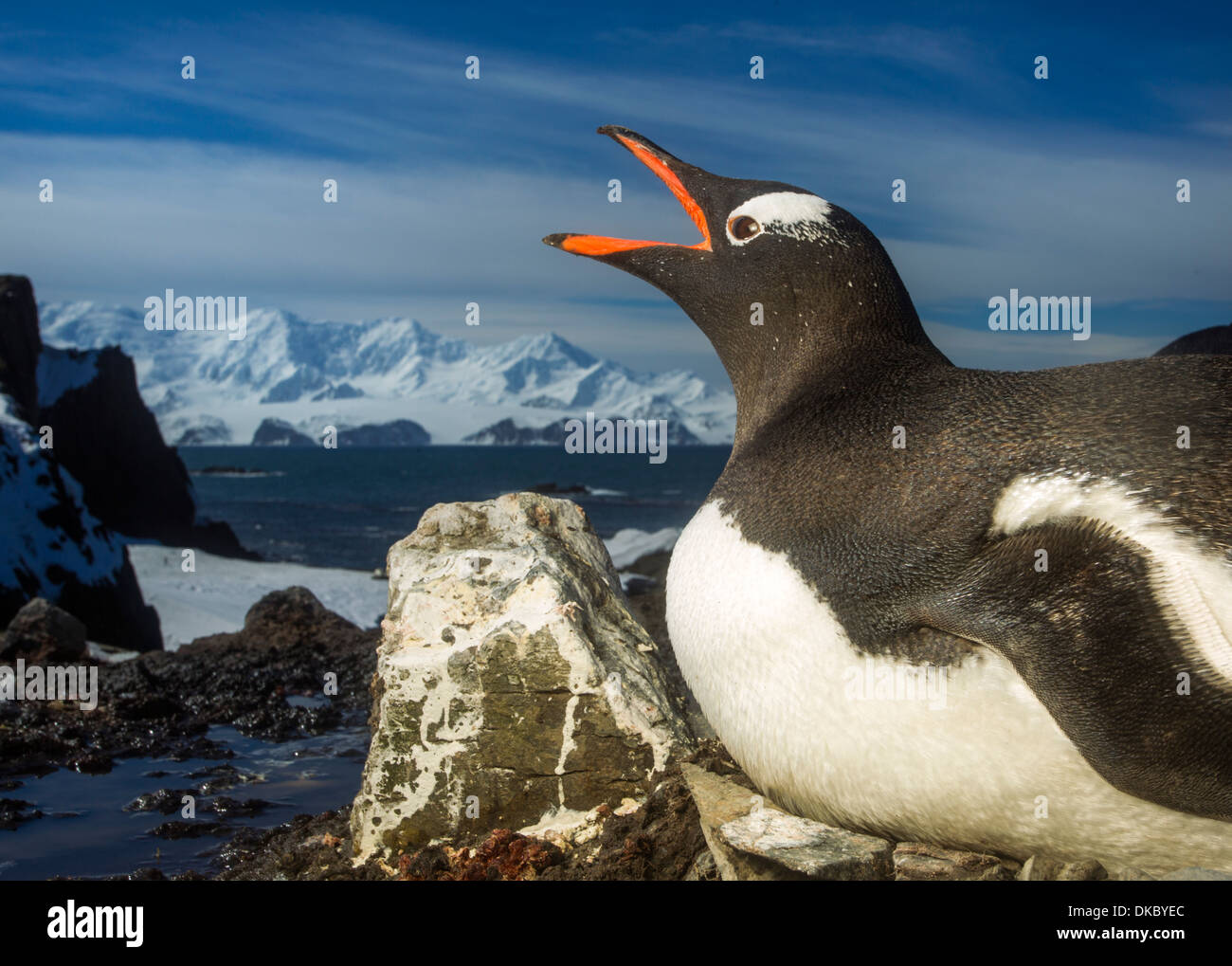Illuminated penguins hi-res stock photography and images - Alamy