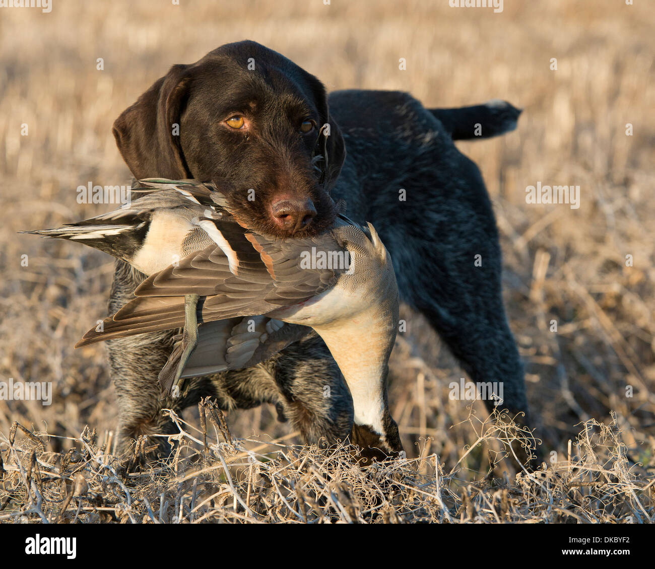 Drathaar Hunting dog with a Drake Pintail Duck Stock Photo - Alamy