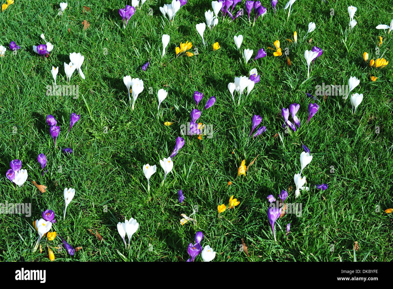 Mixed crocuses hi-res stock photography and images - Alamy