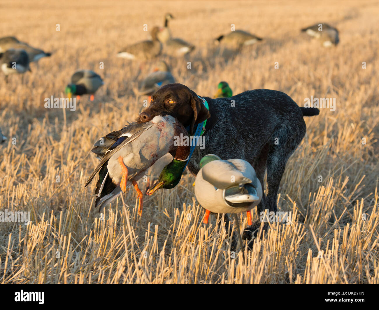 Mallard hunting hi-res stock photography and images - Alamy