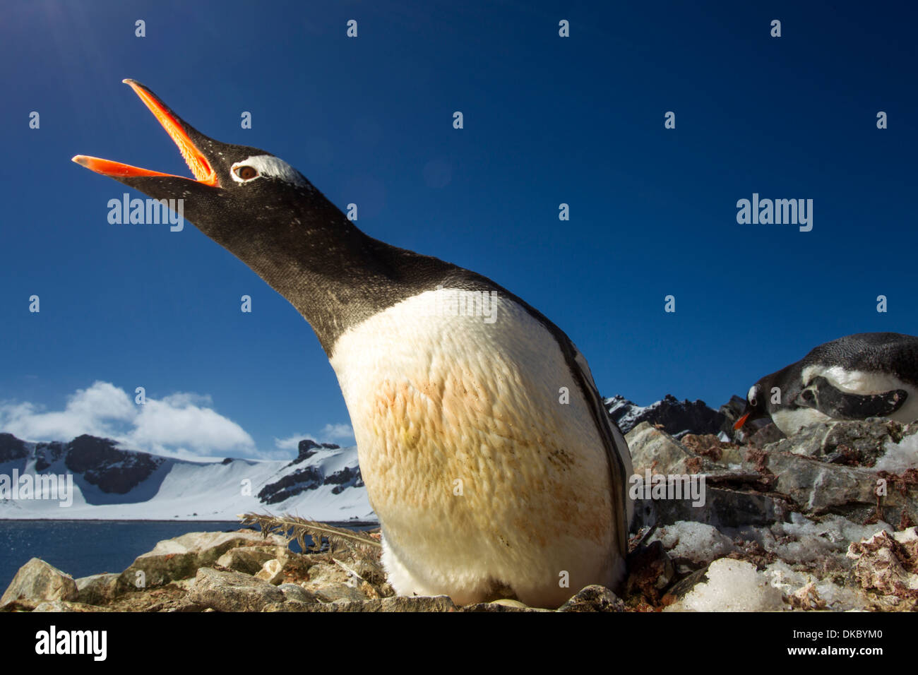 Penguin mouth close up hi-res stock photography and images - Alamy