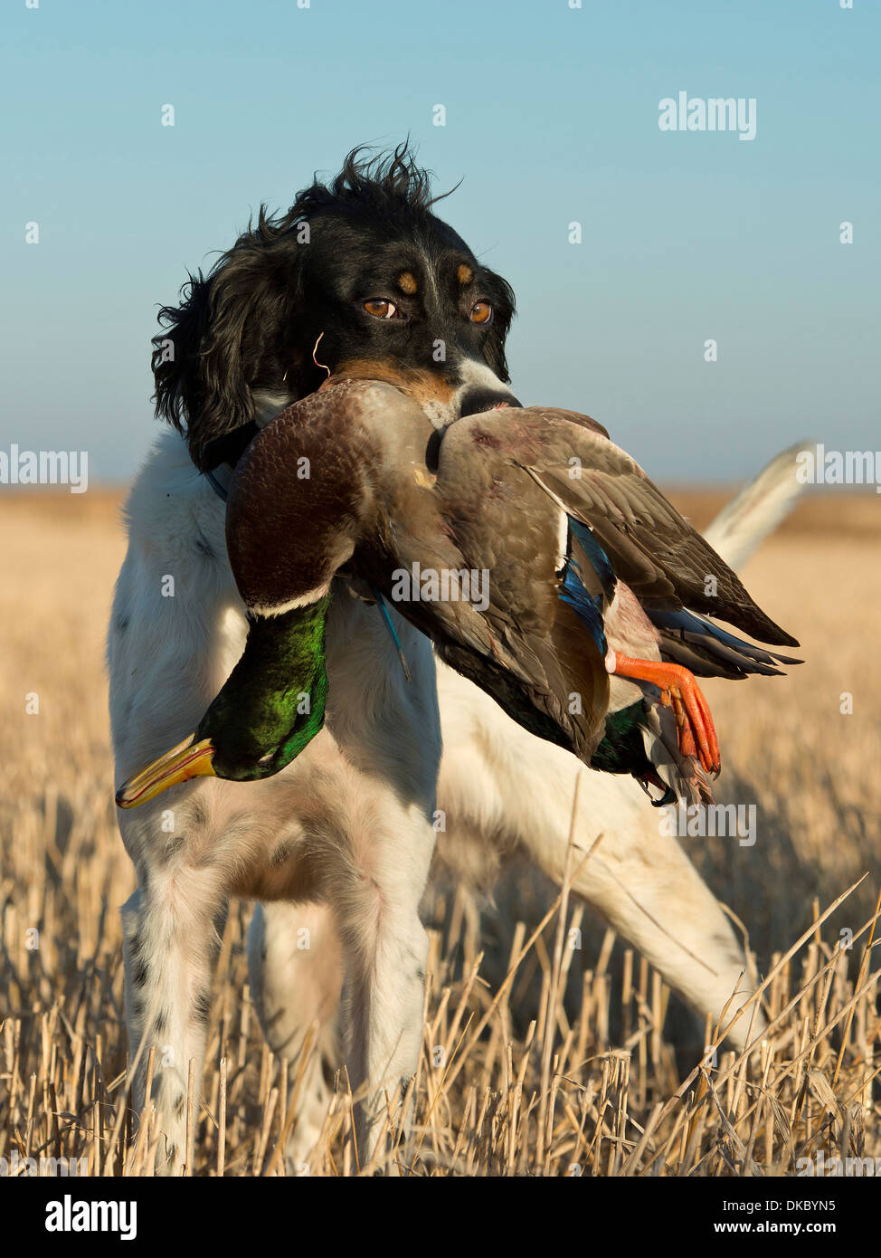 English setter pointing quail hi-res stock photography and images - Alamy
